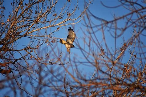 성인 Swainson의 호크 는 Falconiformes의 큰 Buteo 매 대 놓고 메뚜기 호크 또는 메뚜기 호크 라고합니다