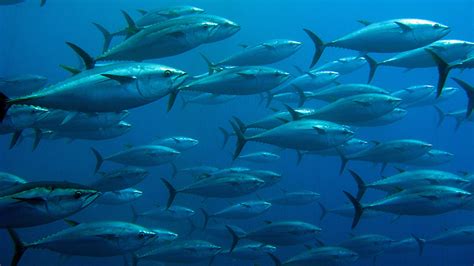 Seafood Lovers Eating Oceans Of Mercury Ecocycle Mercury Recovery