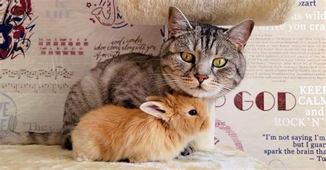 暖かさと愛情を望んでいた、保護されたばかりの子ウサギ。猫のお父さんに寄り添うと、幸せいっぱいの姿を見せてくれた♡ エウレカ！