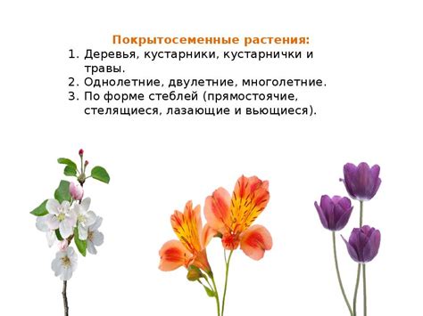 Презентация для 5 класса презентация доклад проект
