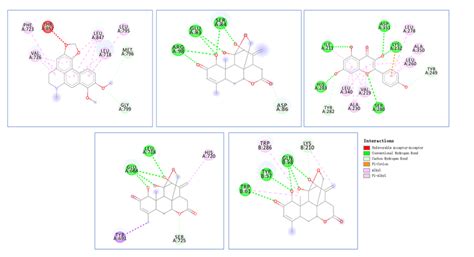 Microscopic Binding Of The Highest Scoring Compound To Amino Acid