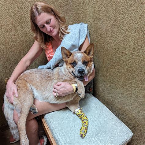 My Poor Pele 10 Months Was Bit By A Copperhead Rredheeler