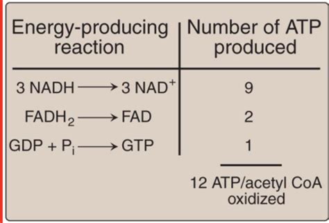 TCA CYCLE GLUCONEOGENESIS Flashcards Quizlet
