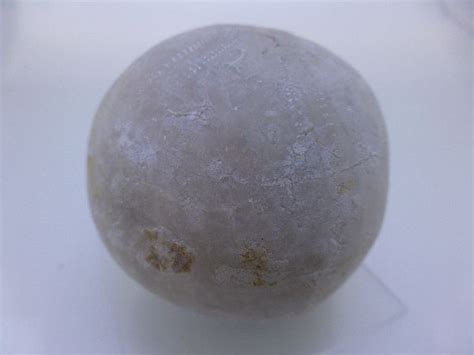 Au One Of Australias Best Fossil Suppliers