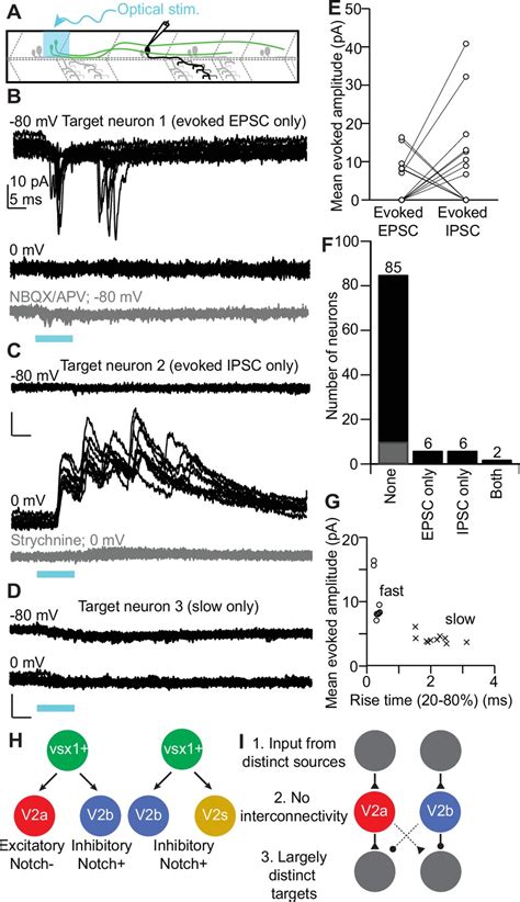 Clonally Related Notch Differentiated Spinal Neurons Integrate Into Distinct Circuits Elife