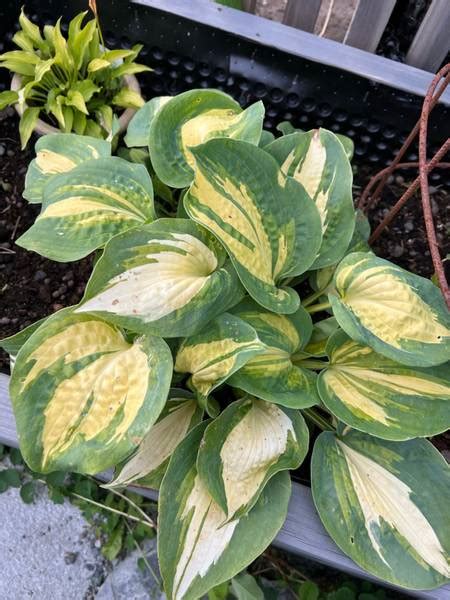 Hosta 'Beach Boy' - Paradiset Interiør
