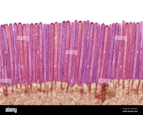 Intestinal Microvilli Transmission Electron Micrograph Tem Of A