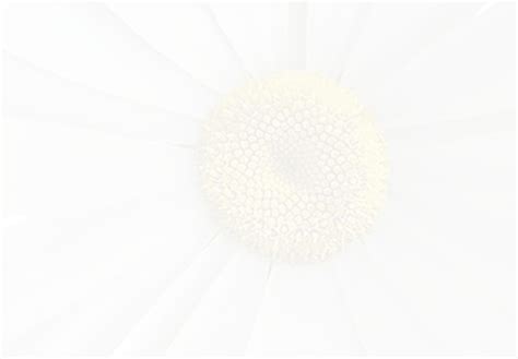 Premium Photo Flower Background Let This White Gerbera Brighten Up Your Day With Its Purity