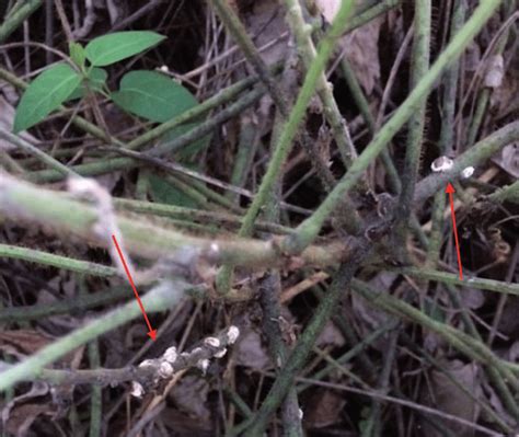 Nymph And Adult Kudzu Bugs Infected With Beauveria Bassiana At The Download Scientific Diagram