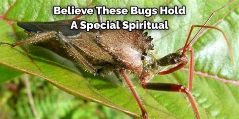 Wheel Bug Spiritual Meaning Symbolism And Totem 2024