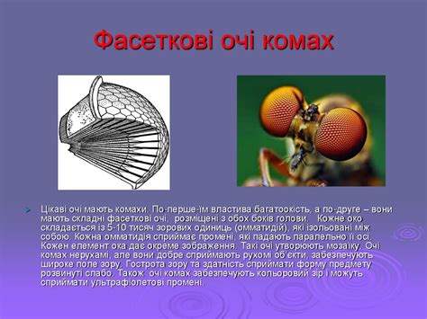 Зорова сенсорна система Будова ока презентация онлайн