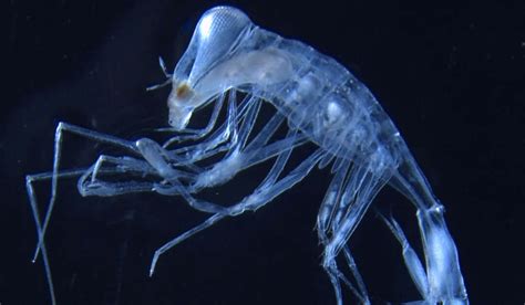 Zooplankton Phylum Phyto And Zooplankton Virtue