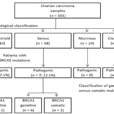 Brca12 Genetic Mutations Identified In The Study Distribution Of
