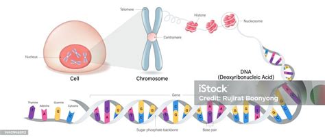 세포 해부학 염색체 구조 히스톤 및 Dna 티민 아데닌 구아닌 시토신 설탕 인산염 백본 염기쌍 및 유전자 염색질에 대한 스톡