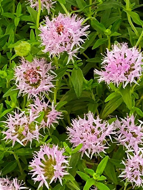 Top Ten Natural Nectar Plants