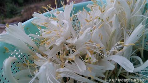 剛採摘的金銀花 每日頭條