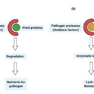 The Action Of Pathogenic Proteases A Action Of Protease Inhibitors
