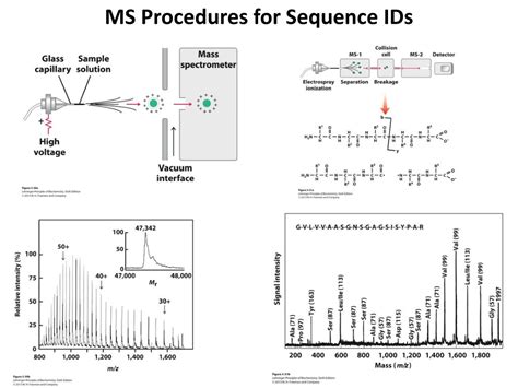 PPT Protein Sequencing Primary Structure Of Proteins PowerPoint Presentation ID 6104787