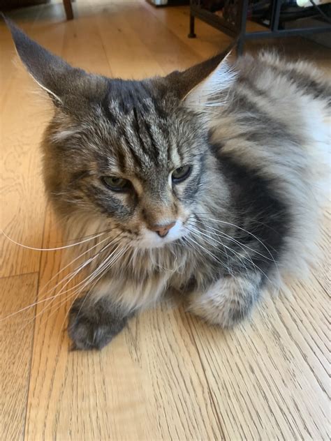 Why Maine Coons Look Like Actor Ron Perlman Maine Coon Central