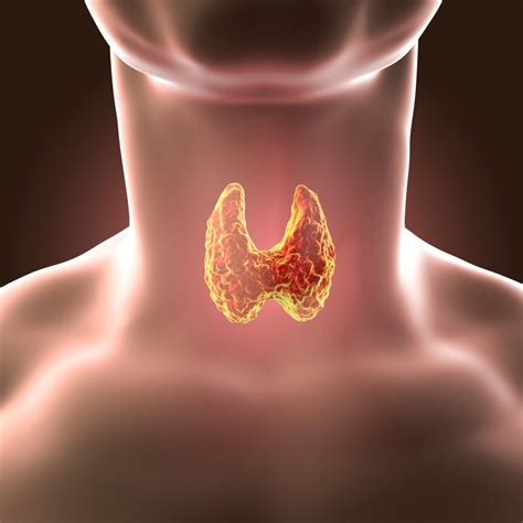 How To Treat The Thyroid Gland Cyst All Information About Cysts