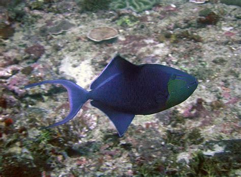 Triggerfishes Thai Scuba