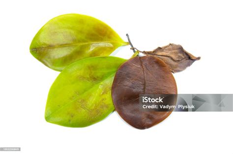 녹색 노란색 갈색 잎은 어둡게 변하고 흰색 배경에 시들었다 잎 전염병 및 질병 나쁜 환경과 생태학 자연 개념 닫습니다 계절마다 다릅니다 0명에 대한 스톡 사진 및 기타