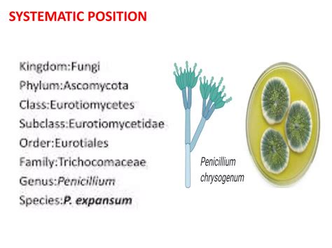 Penicillium Structure And Reproduction Ppt