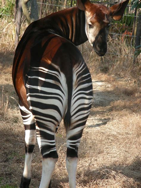 23 Best Images About Okapi Forest Giraffe Okapia Johnstoni Giraffid