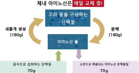 아미노산 스포츠영양과학 연구실｜味の素株式会社