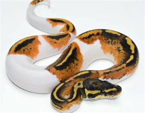 Ball Python Substrate Ball Python Habitat Ball Python Flooring