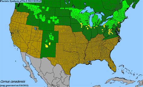 Cornus Canadensis Prairie Restorations Inc