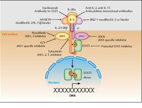 Table 1 From Disorders Of The Jak Stat Pathway In T Cell Lymphoma