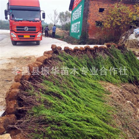 批发塔柏 北京桧 蜀桧柏树 桧柏 高速公路绿化 规格齐全 量大价优 阿里巴巴
