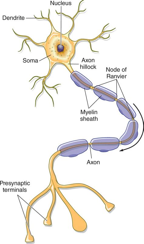 Axon Model Labeled