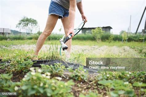 성숙한 노인 여성은 물 호스와 식물에 물을 농업 원예 농업 노년및 사람들 개념 여름 농장의 정원 침대에서 유기농 열매를 재배하는 노인 또는 농부 나이에 대한 스톡 사진 및