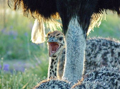 80 Free 아기 타조 And Ostrich Images Pixabay