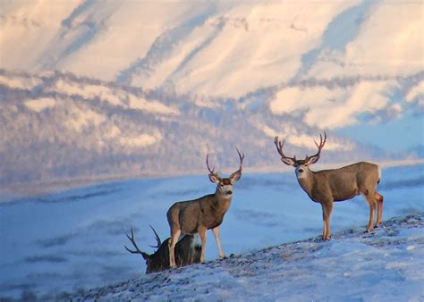 Wyoming Winter Range Update Things Are Looking Great Eastmans