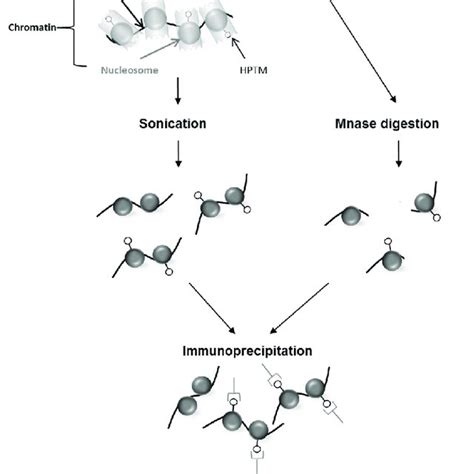 Protocol Of Chromatin Immunoprecipitation Followed By High Throughput