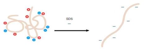 Protein Denaturation On The Addition Of Sds Download Scientific Diagram