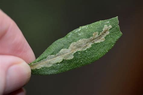 Boone Leaf Miner On Asteraceae D4133 2022 1 Bugguide Net
