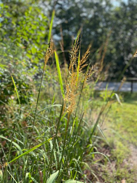Indian Grass Sorghastrum Nutans