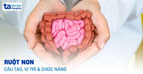 Cổ Tử Cung Là Gì Cấu Tạo Vị Trí Và Chức Năng Tâm Anh