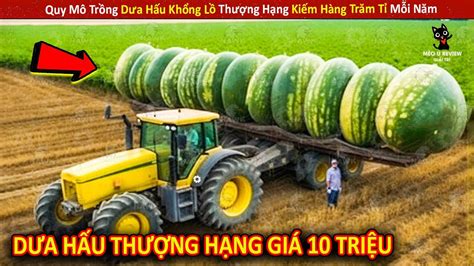 Quy Mô Trồng Dưa Hấu Khổng Lồ Thượng Hạng Kiếm Hàng Trăm Tỉ Mỗi Năm