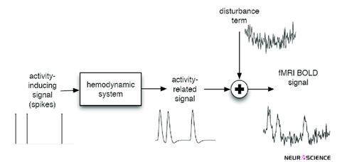 Hemodynamic System Links Neuronal Activity To Fmri Bold Response Which Download Scientific