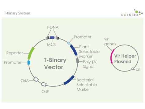 Agrobacterium Mediated Gene Transfer Old Pptx