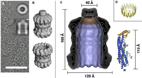 Cryo Em Of Vitrified Clya Complexes And Model Of The Clya Oligomer A