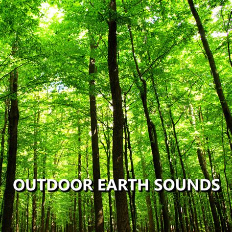 Bright Bird Nature Sounds Youtube Music