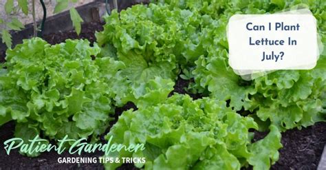 How To Protect Your Plants From A Sudden Frost Patient Gardener
