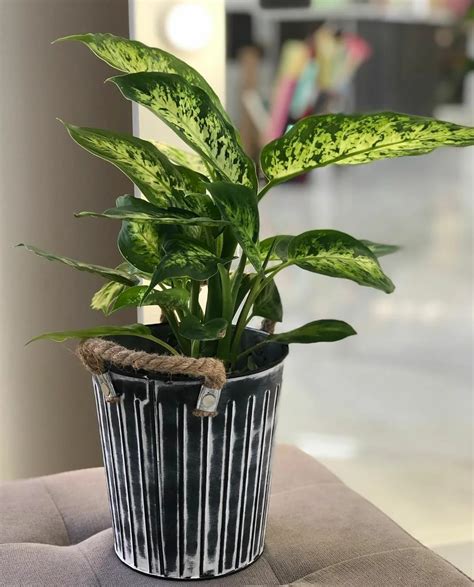 عکس گل دیفن باخیا در خانه راهنمای مراقبت مینویسم