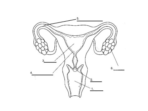 Mr Rake S Reproductive Health Diagram Quizlet
